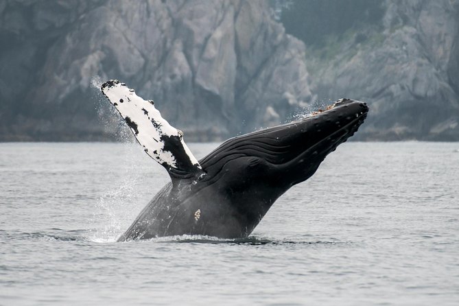 Juneau wildlife whale watching & mendenhall glacier authentic traveler insights