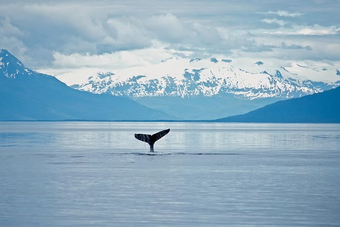 Juneau wildlife whale watching the experience in detail