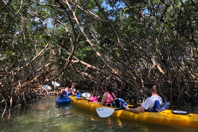 Key west mangrove kayak eco tour why the key west mangrove kayak eco tour is a must do
