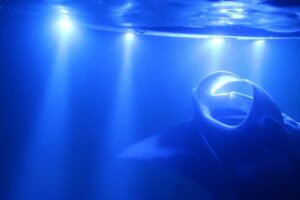 Kona manta rays guaranteed night snorkel in keauhou harbor the value of the price point
