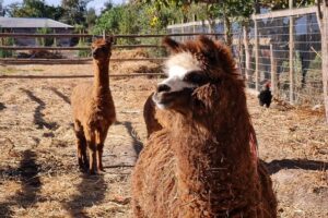 Maipo valley wine tour with 4 vineyards from santiago. practical details & tips
