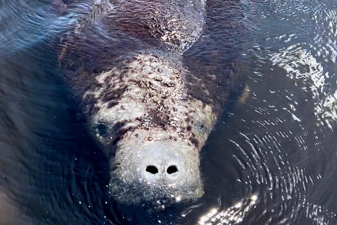Manatee sightseeing and wildlife boat tour why this tour offers good value