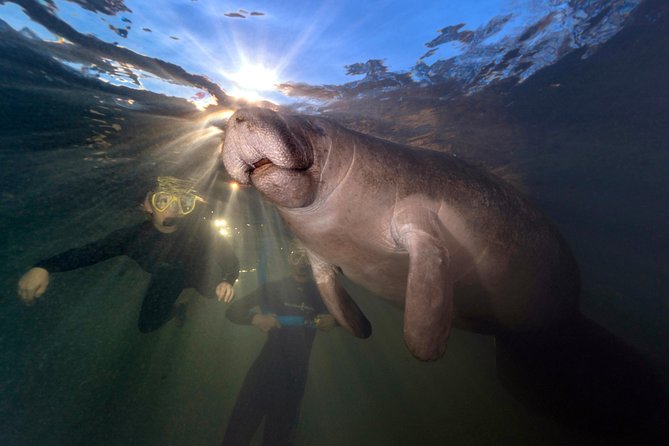 Manatee swim tour with in water photographer the itinerary in detail
