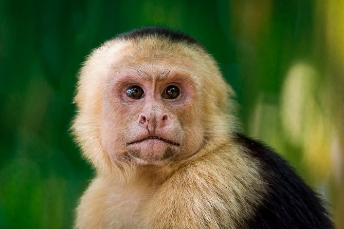 Manuel antonio park nature guided tour with a nature specialist why choose this tour?