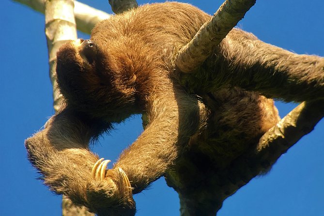 Manuel antonio park tour and its amazing wildlife and beaches frequently asked questions