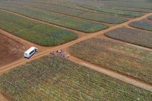 Maui pineapple farm tour in haliimaile what’s included and what’s not