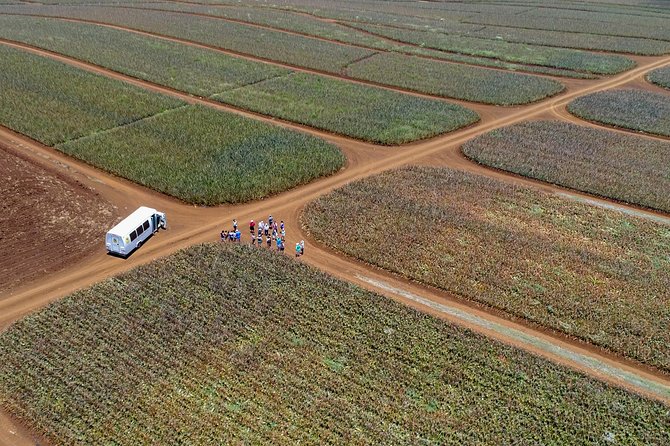 Maui pineapple farm tour in haliimaile what’s included and what’s not