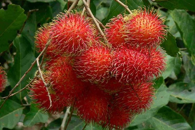 Mekong delta day tour from ho chi minh city what travelers are saying