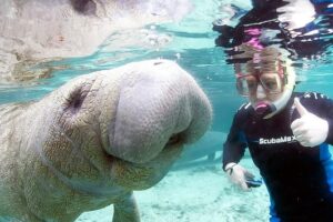 Most popular 3hr manatee swim tour + in water guide! why you should consider this tour