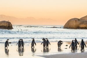 Must do: boulders beach & cape point full day tour #1 rated cost and value analysis