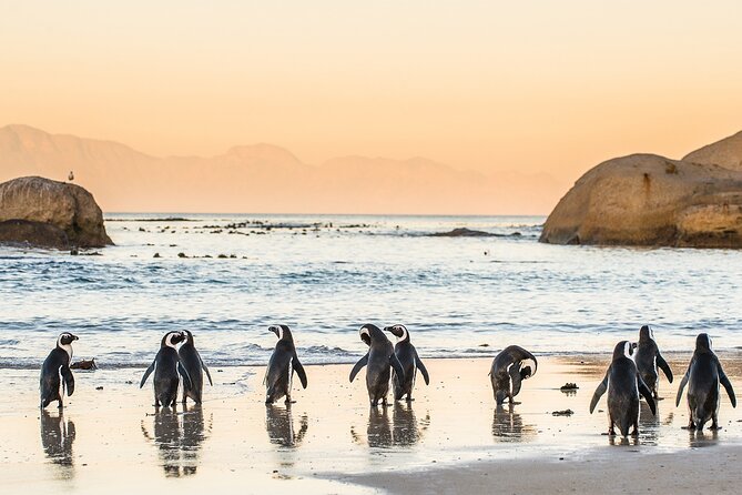 Must do: boulders beach & cape point full day tour #1 rated cost and value analysis
