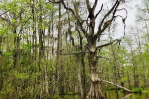 New orleans swamp and bayou boat tour with transportation the practical details