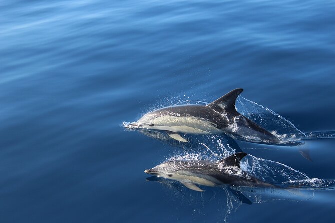 No chase whale & dolphin tour putting marine life first we care an authentic, respectful approach to wildlife watching