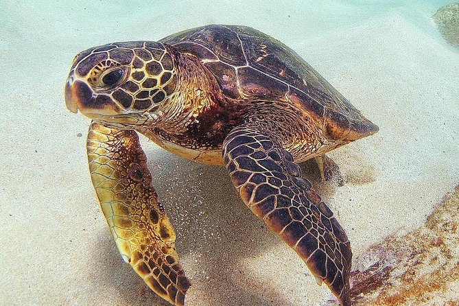 Oahu circle island: snorkel with turtles & explore turtle beach frequently asked questions