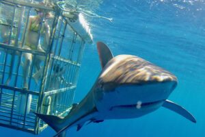 Oahu shark dive frequently asked questions