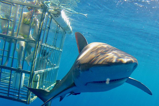 Oahu shark dive frequently asked questions