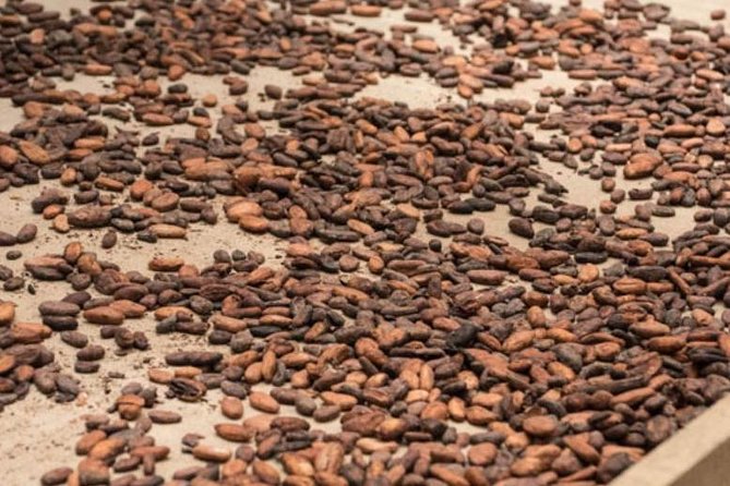 Rainforest chocolate tour from la fortuna faqs