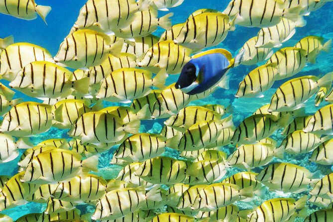Reef discovery half day group signature tour the group experience: small, friendly, and well organized