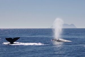 San diego whale watching cruise who should book this tour?
