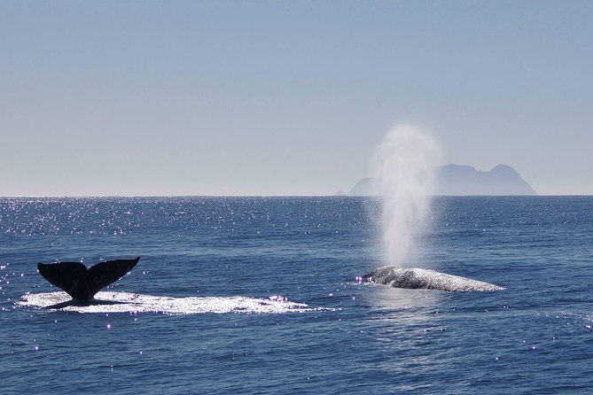San diego whale watching cruise who should book this tour?