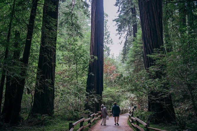 San francisco super saver: muir woods & wine country w/ optional gourmet lunch the journey begins: from san francisco to muir woods