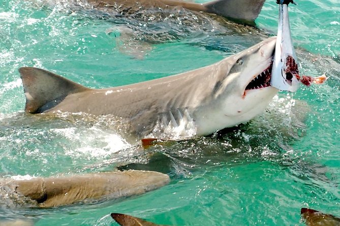 Shark and wildlife viewing adventure in key west practical tips for your trip