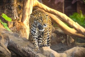 Skip the line: diamante eco adventure park: animal sanctuary discovery ticket the itinerary: what will you see and do?