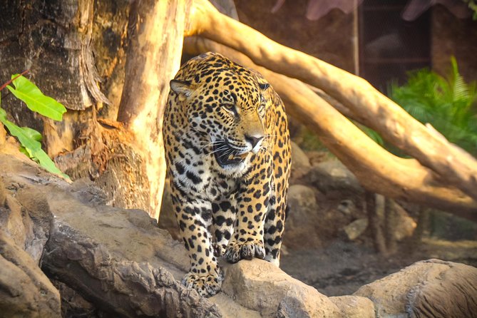 Skip the line: diamante eco adventure park: animal sanctuary discovery ticket the itinerary: what will you see and do?
