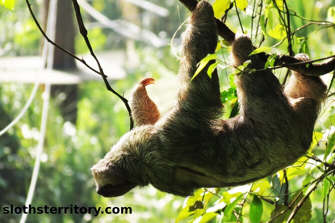 Sloths watching tour through sloth's territory logistics, value, and practical tips
