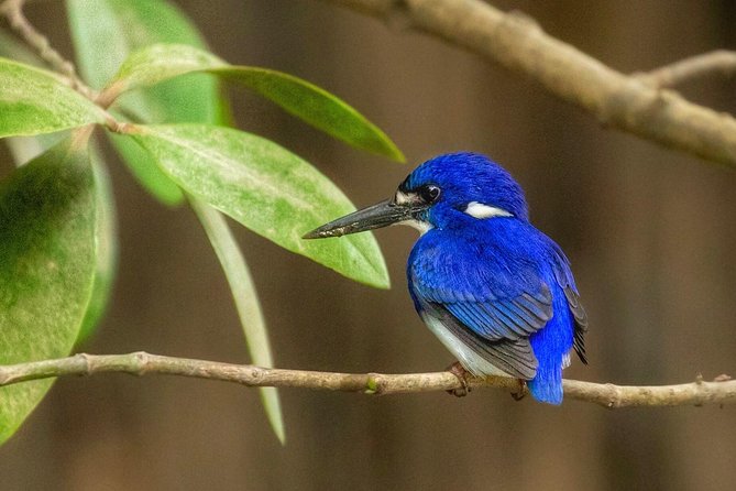 Solar whisper daintree river crocodile and wildlife cruise the sum up: who is this tour best for?