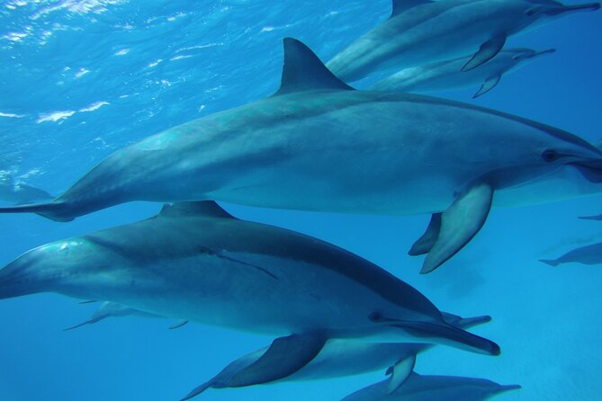 Swimming with dolphin vip snorkeling sea trip with lunch and transfer hurghada authentic reviews and real experiences