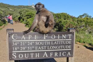 Table mountain, penguins & cape point small group tour cape town why this tour works for travelers