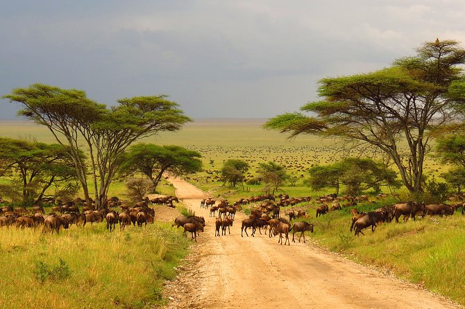 Tanzania classic 7 days day 3: from manyara to serengeti — the dream continues
