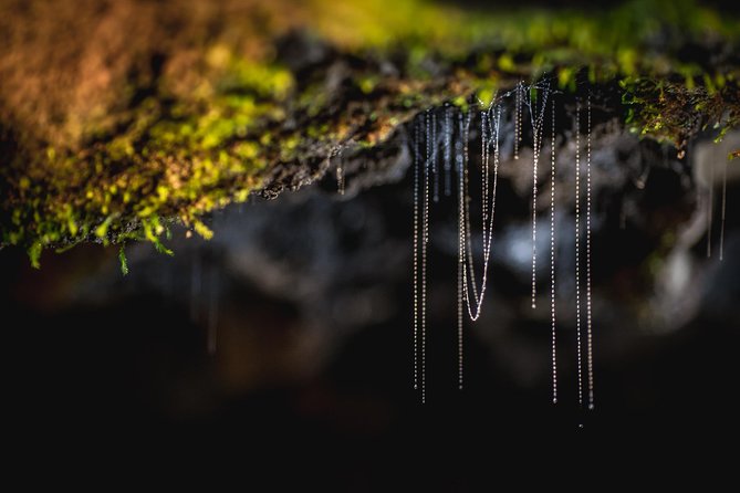 Te anau glow worm caves tour what to expect: step by step