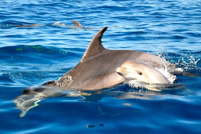 Tenerife 3-Hour Discover Whales and Dolphins - FAQs About the Tenerife Whale and Dolphin Tour