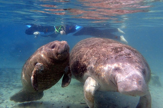 The 'og' manatee snorkel tour with in water guide/photographer the itinerary: a step by step guide