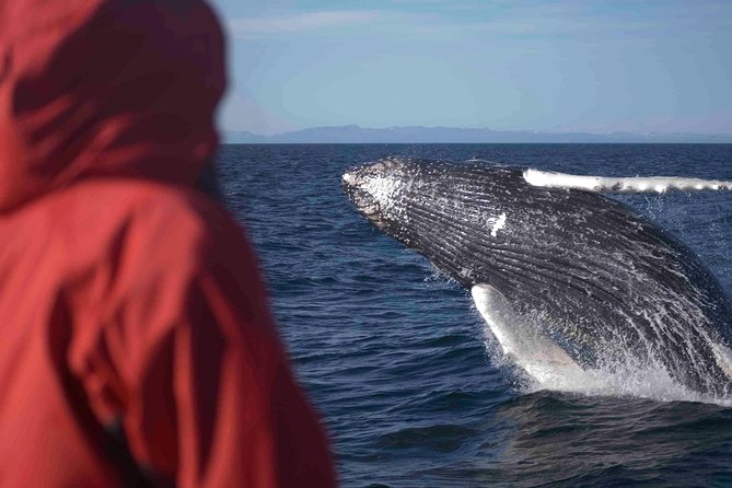 The original classic whale watching from reykjavik the sum up