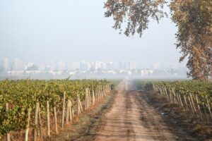 "tour tradicional" viña cousiño macul oficial español the tour experience: from vines to glass