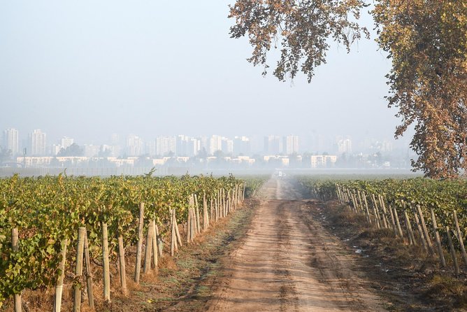 "tour tradicional" viña cousiño macul oficial español the tour experience: from vines to glass
