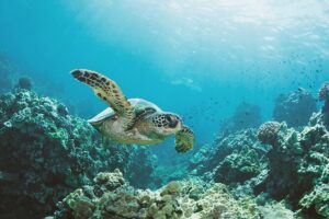 Turtle canyon snorkel adventure in waikiki, oahu the value and booking