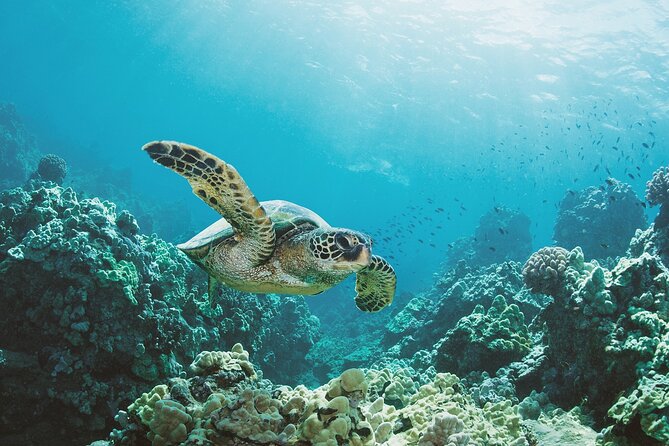 Turtle canyon snorkel adventure in waikiki, oahu the value and booking