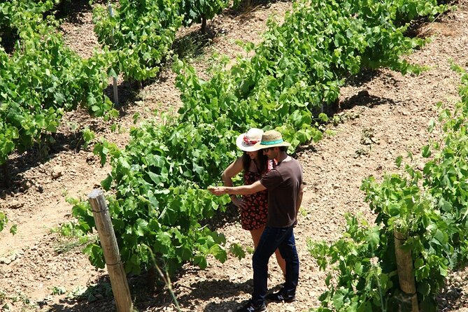 Viticulture and Wine-Tasting 3-Hour Trip from Barcelona - Practical Considerations and Value