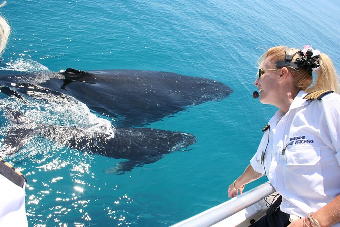 Whale watching cruise from redcliffe, brisbane or the sunshine coast why we love this tour