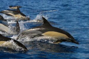 Whale watching eco adventure from costa adeje the practicalities: what you need to know