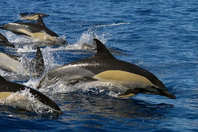Whale watching eco adventure from costa adeje the practicalities: what you need to know
