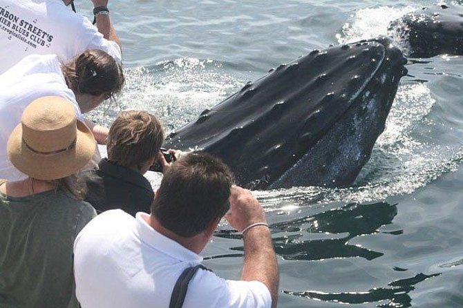 Whale watching tour in gloucester the itinerary and the experience
