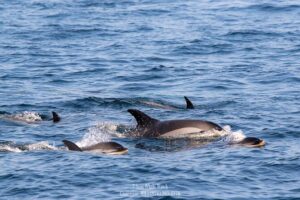 Whale watching trips to stellwagen bank marine sanctuary. guaranteed sightings! the boat and facilities