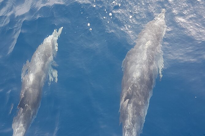 3-hour excursion to Puerto Colón Adeje to see whales - Key Points