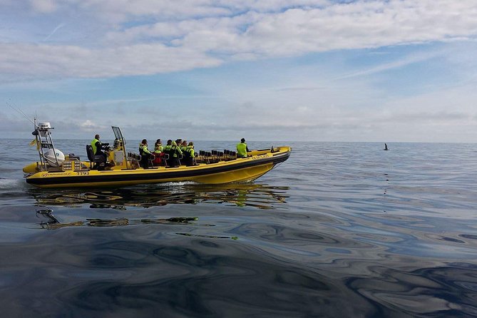 1-Hour Small Group Sightseeing Boat Tour in Vestmannaeyjar - The Value of a Short, Focused Tour