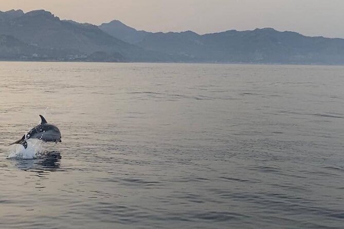 2.5 Hours Sunset Boat Tour in Search of Dolphins - Who Should Consider This Tour?